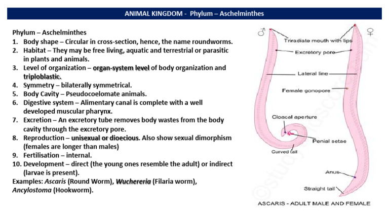 Animal Kingdom Phylum - Aschelminthes | PDF