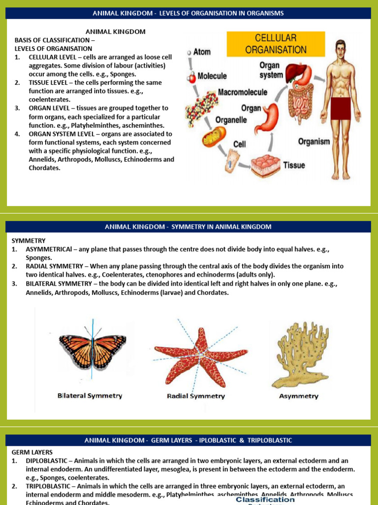 Levels of Organization in Animal Kingdom | PDF