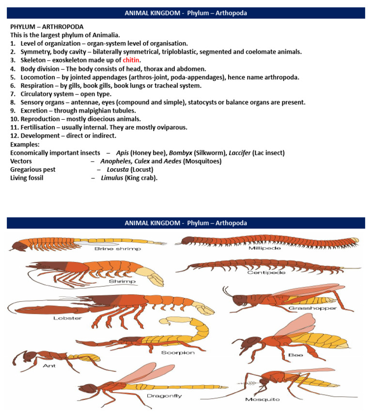 Overview of Phylum Arthropoda | PDF