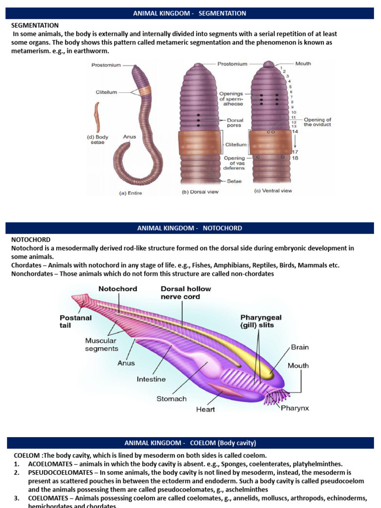 Animal Kingdom Levels of Organisation Part 2 | PDF