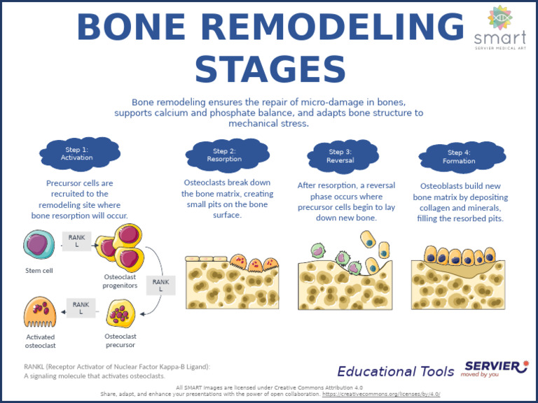 Edu Bone Remodeling Stages | PDF