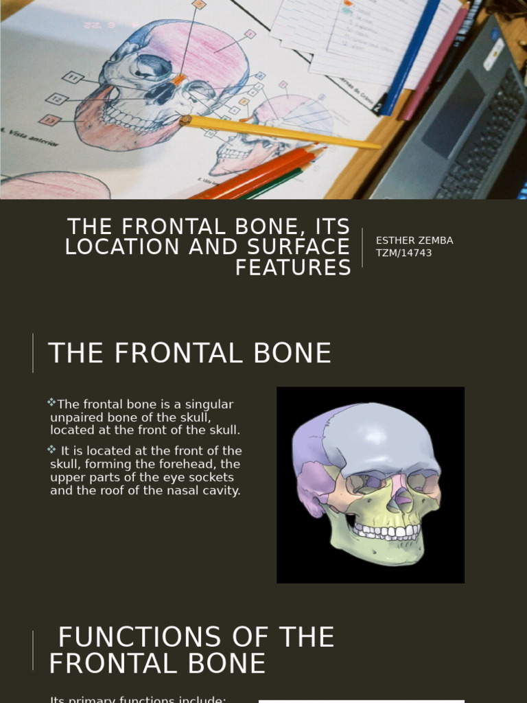 The Frontal Bone J Its Location and Surface | PDF