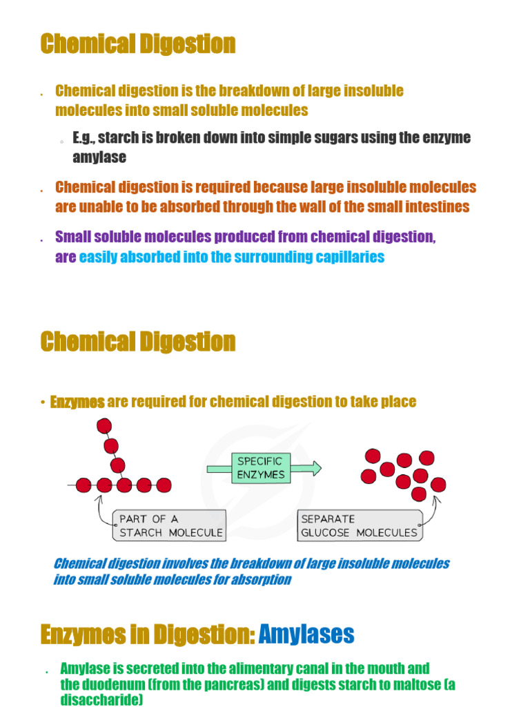 Understanding Chemical Digestion Process | PDF | Digestion | Small ...