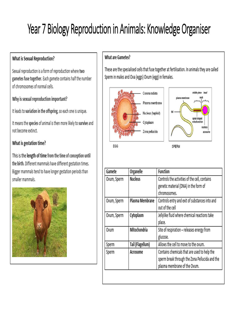 Y7 Reproduction in Animals | PDF | Fertilisation | Sexual Reproduction