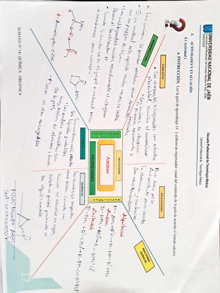 Química Orgánica: Amidas y Alcaloides | PDF