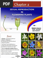 Sexual Reproduction in Flowering Plants | PDF | Seed | Flowers