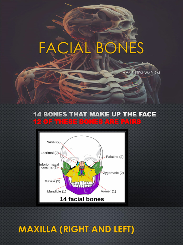 Facial Bones | PDF