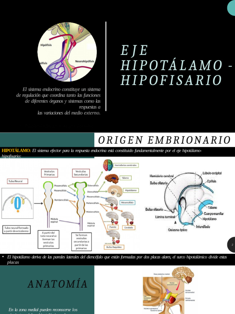 Eje Hipotalamo Hipofisario Presentación para Estudiar | PDF | Glándula pituitaria | Hipotálamo