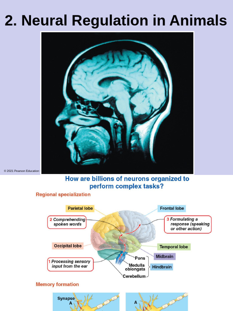 2.1 Neural Regulation in Animals - SV 2 | PDF | Nervous System ...