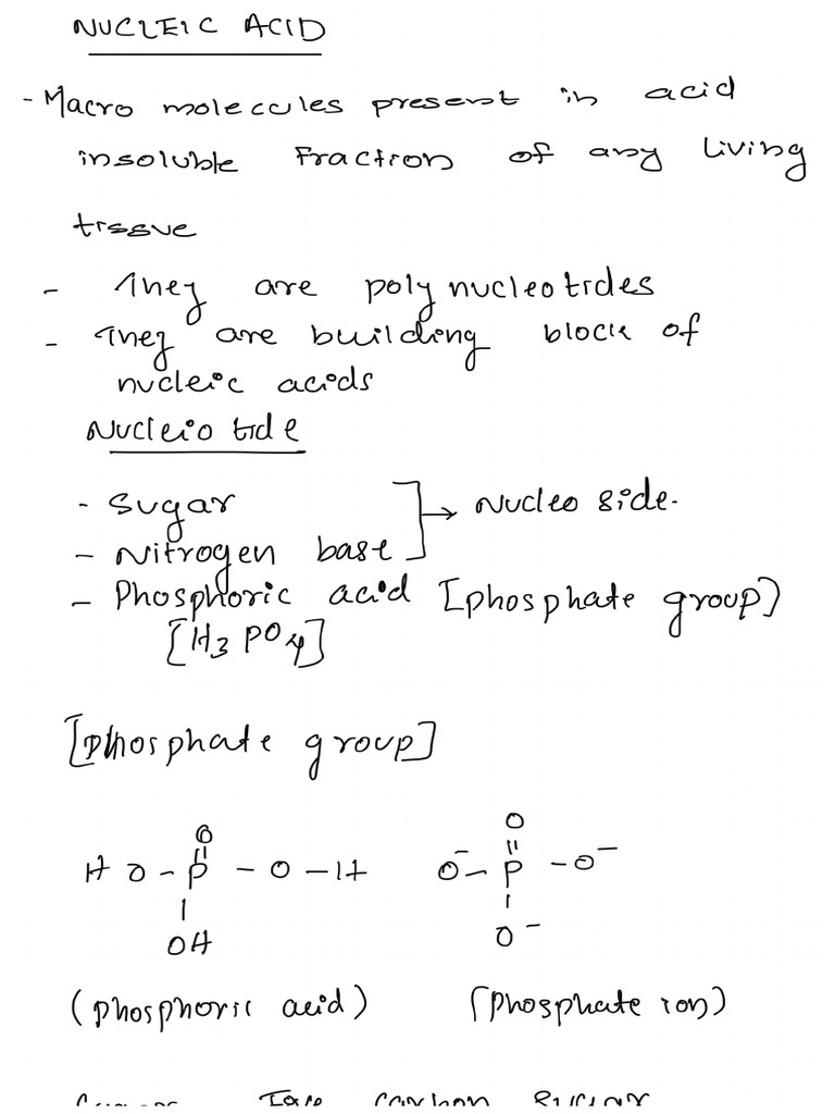 Nuclei Acid | PDF