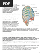 Anatomia do Sistema Venoso Ázigo | PDF | Veia | Coluna vertebral