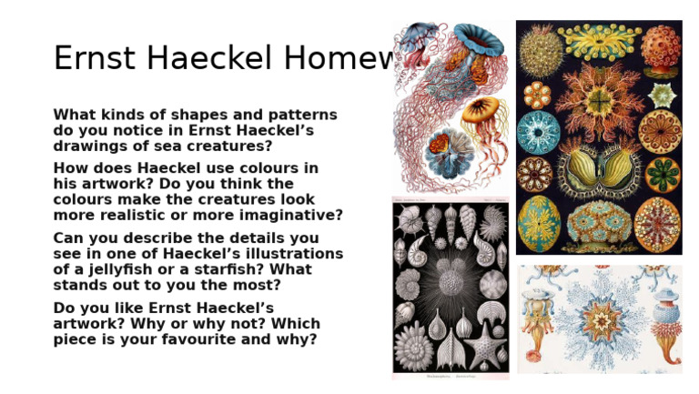 Ernst Haeckel HMWK 5 | PDF