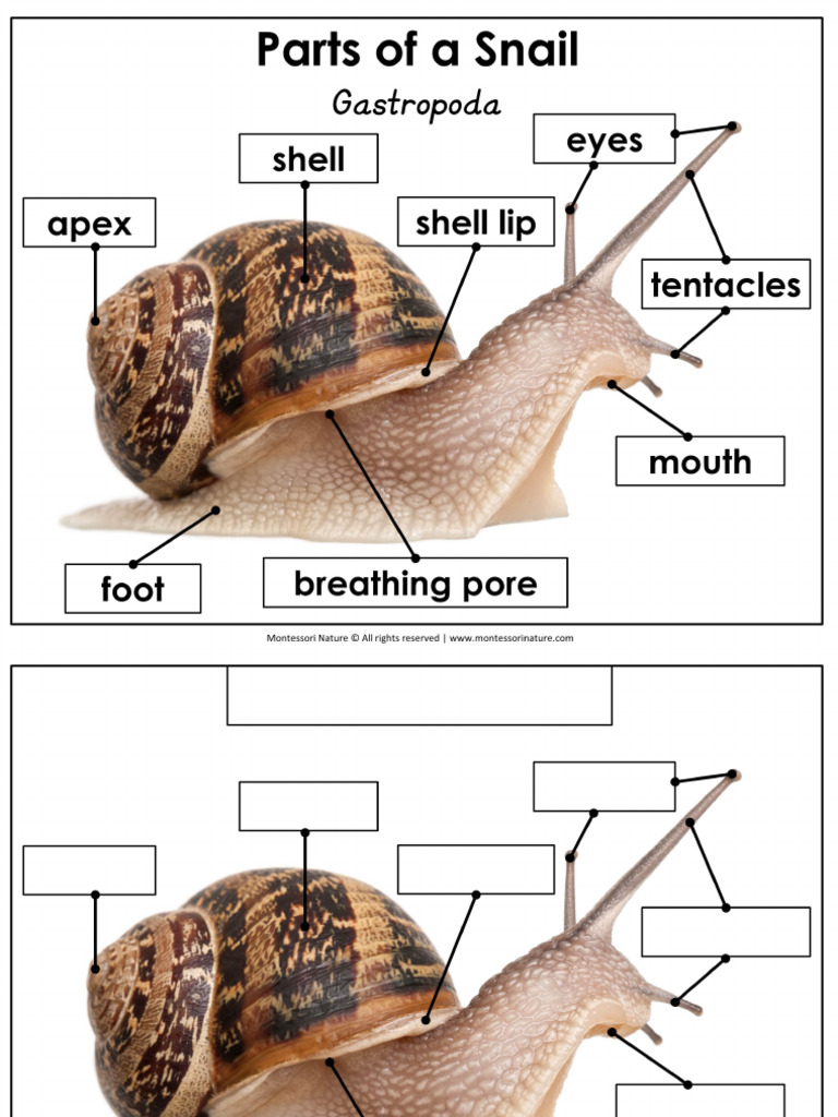 Snail Activities Montessori Nature Freebie | PDF