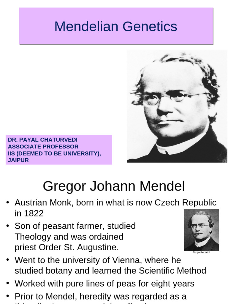 Class 3 Mendelian Genetics | PDF | Genotype | Dominance (Genetics)