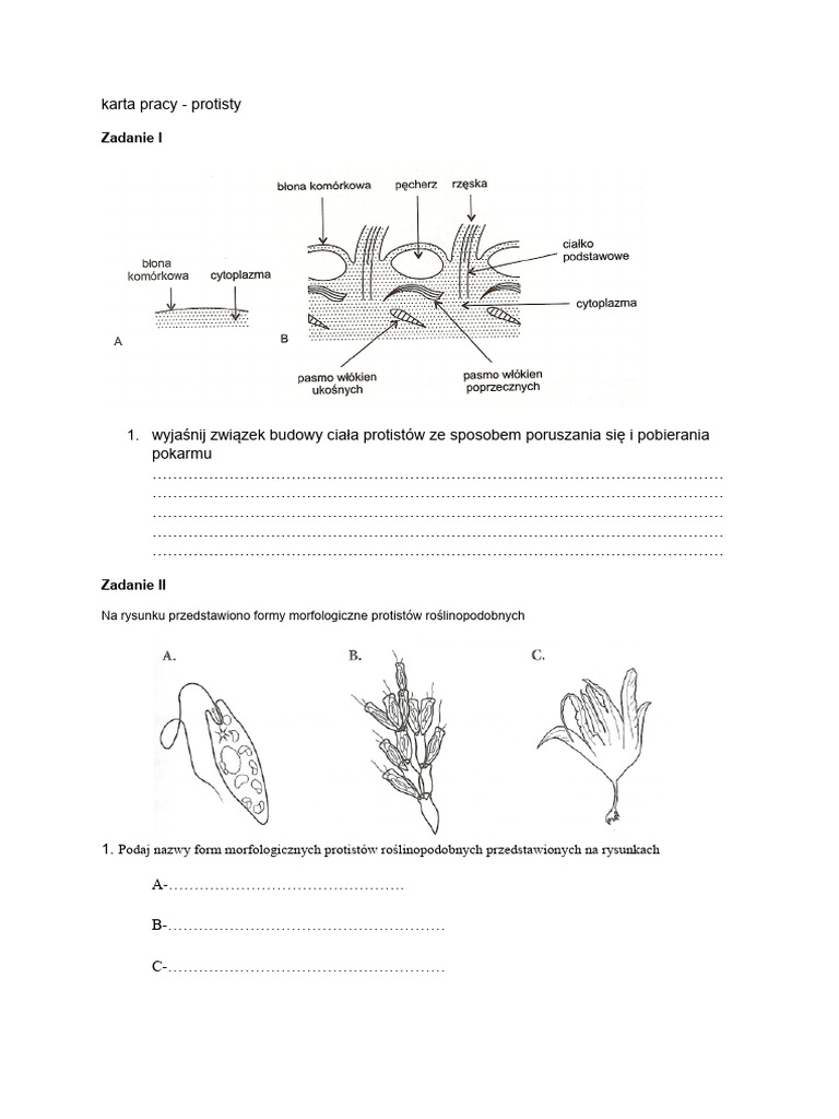 Protisty - Karta Pracy | PDF