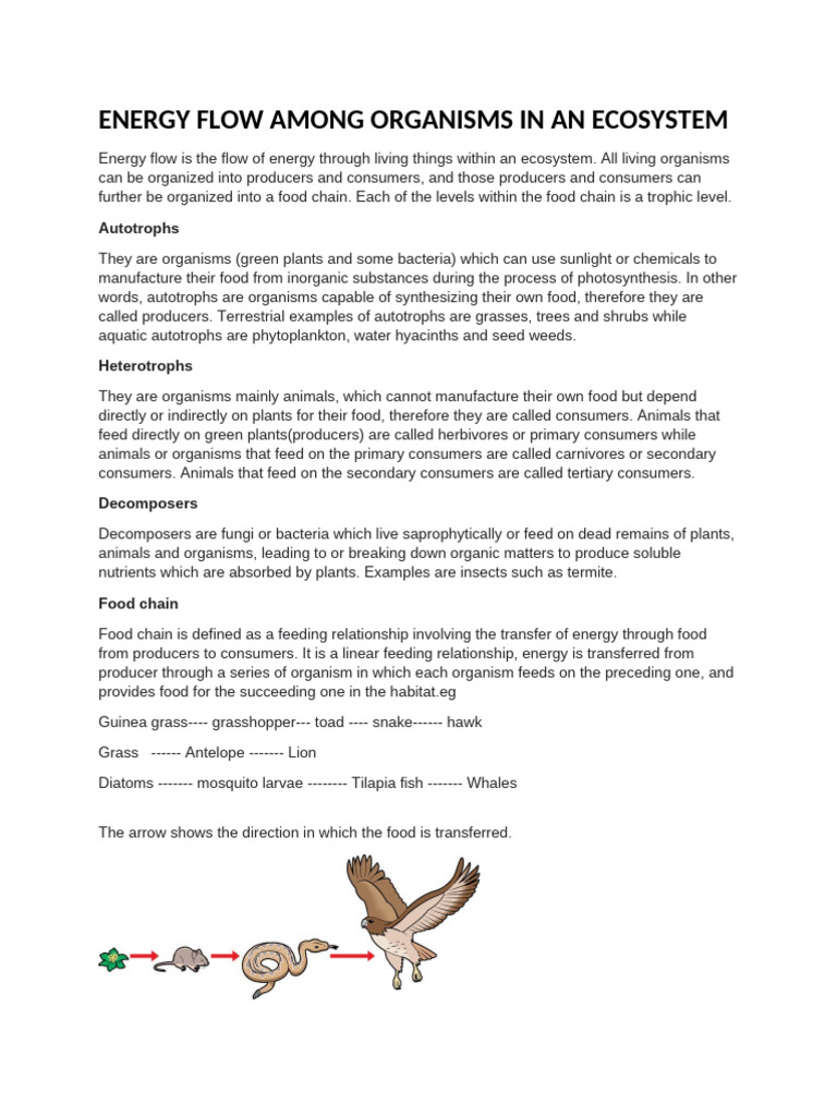 Energy Flow Among Organisms in An Ecosystem (Biology Note) | PDF | Food ...