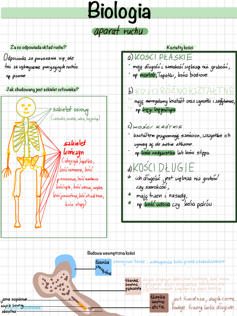 Biology - Aparat Ruchu | PDF
