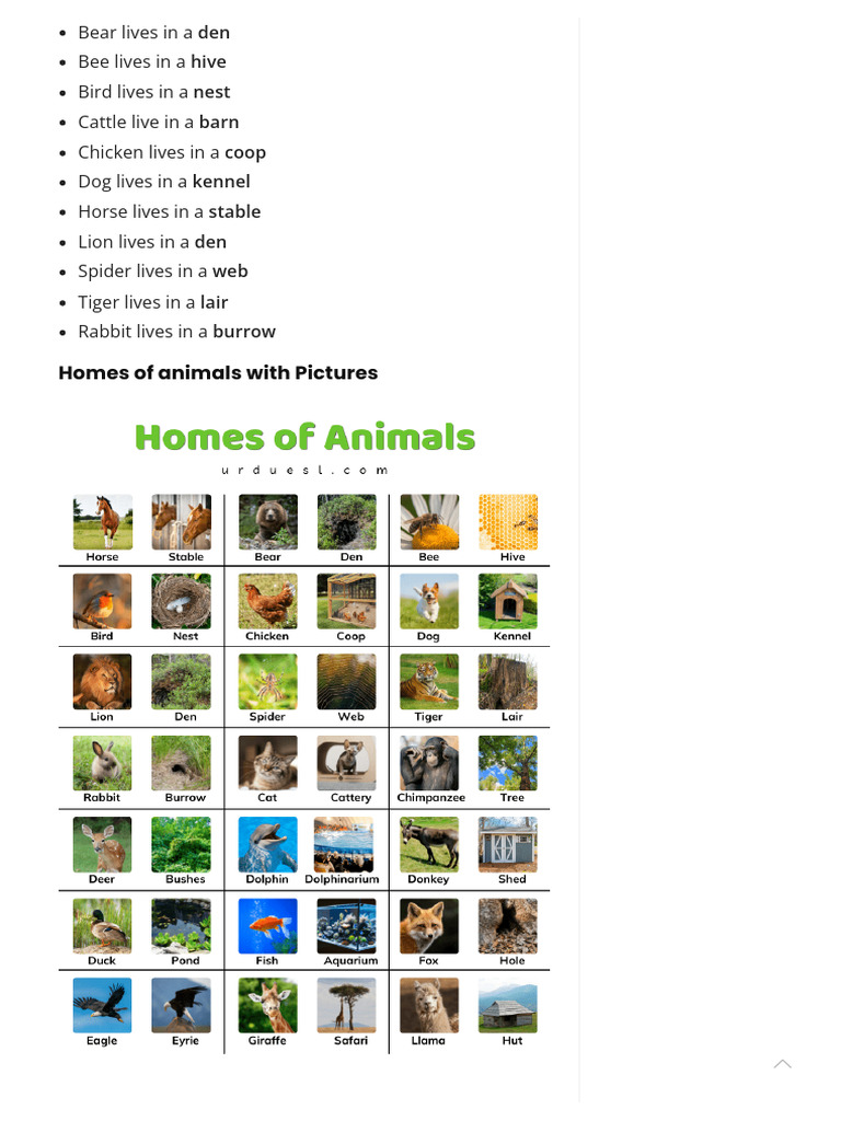 Animal Homes and Their Names List | PDF | Nest | Zoology