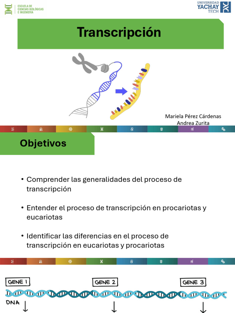 Transcripción Policistrónica en Biología | PDF | Rna | Messenger Rna