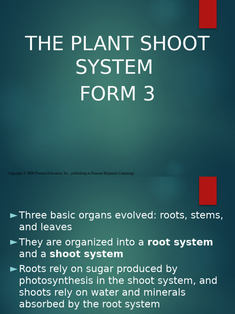 Plant Shoot System Overview | PDF | Plant Stem | Leaf
