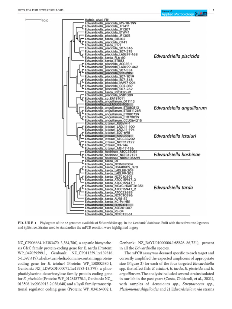MPCR For Fish Edwardsiellosis | PDF