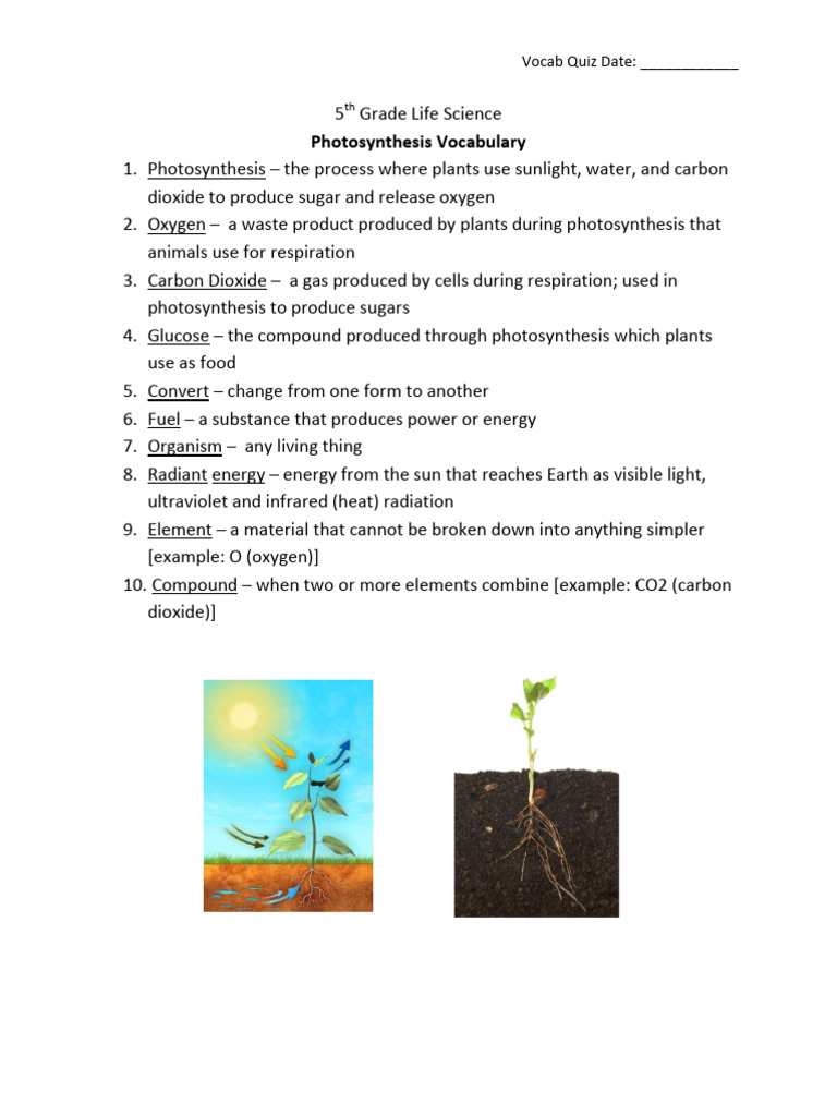 Sci 2018 Life Photosynthesis Vocab List | PDF