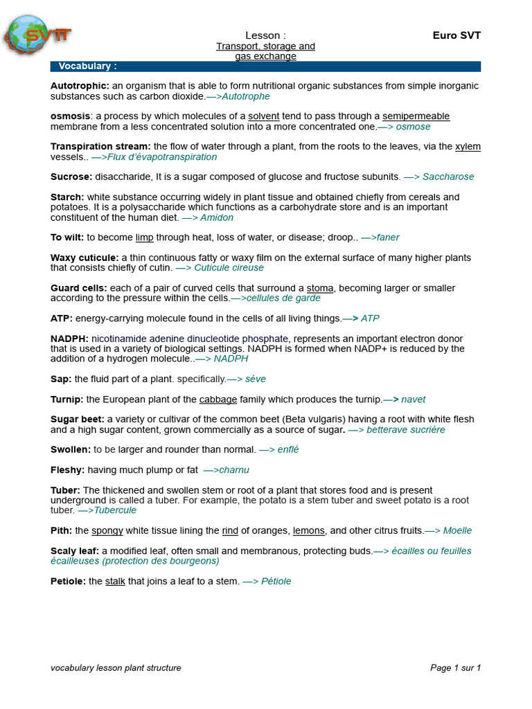 Plant Structure Vocabulary Lesson | PDF | Leaf | Sugar