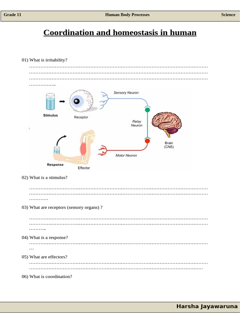Coordination and Homeostasis in Human | PDF | Cerebrum | Central ...