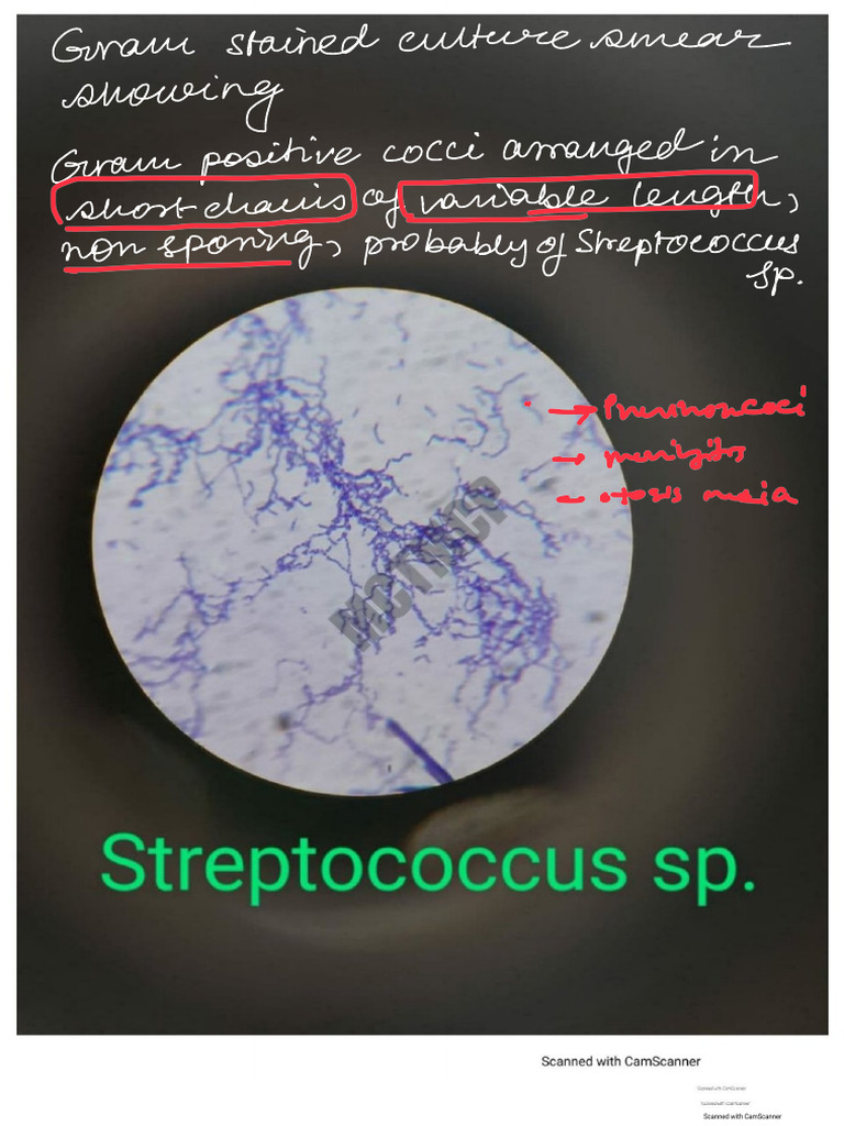 Bacteriology Slide Spotting | PDF