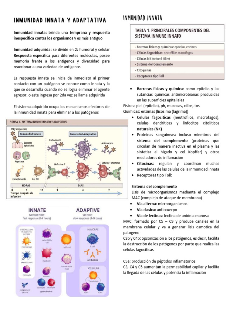 Clase 4.3 Inmunidad Innata y Adaptativa | PDF | Sistema inmune | Sistema inmune innato