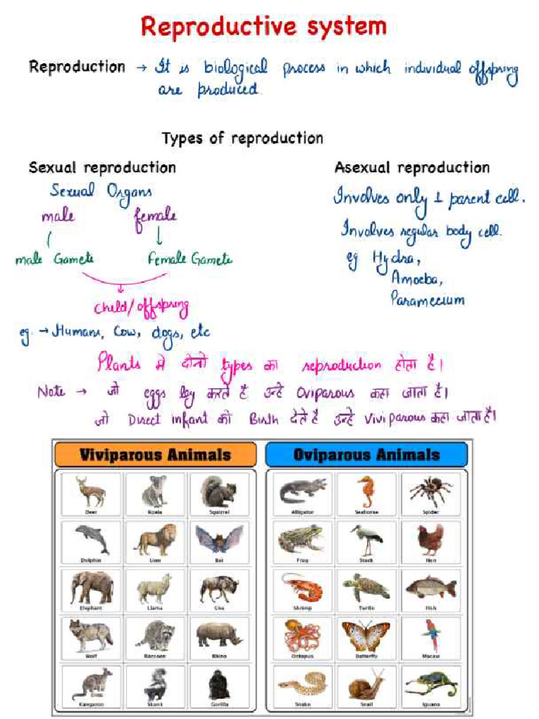 Reproductive System | PDF