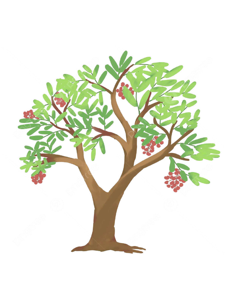 Pohon Rambutan | PDF