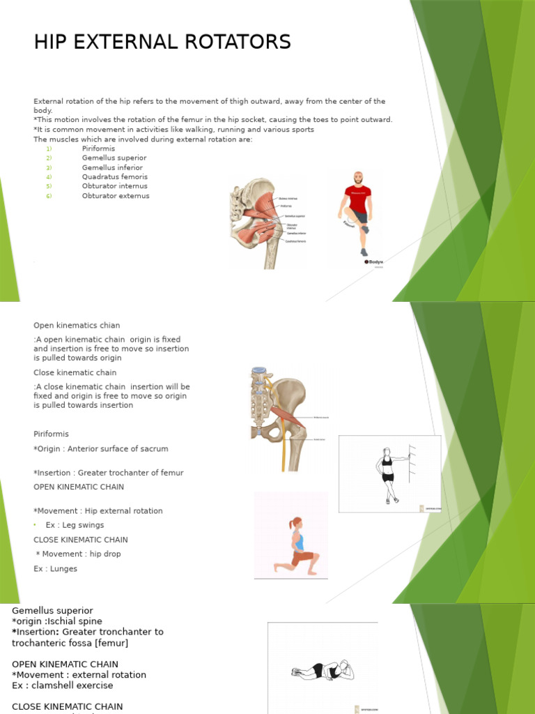Hip External Rotators Explained | PDF