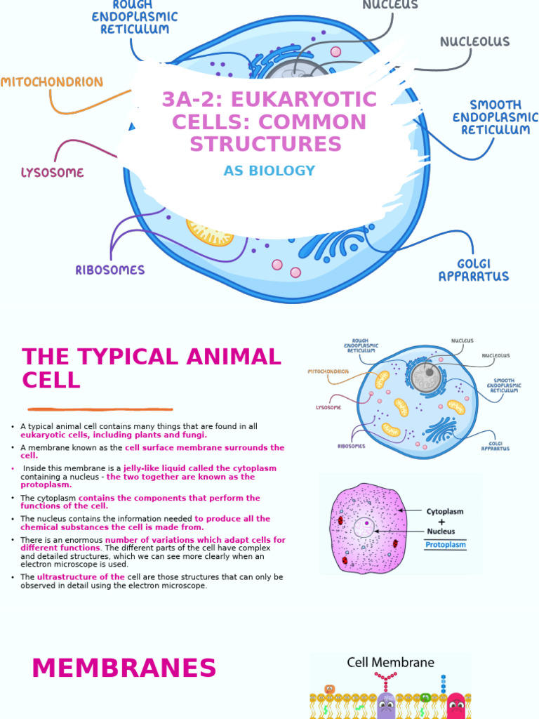 Eukaryotic Cells Common Structures | PDF | Cell (Biology) | Ribosome