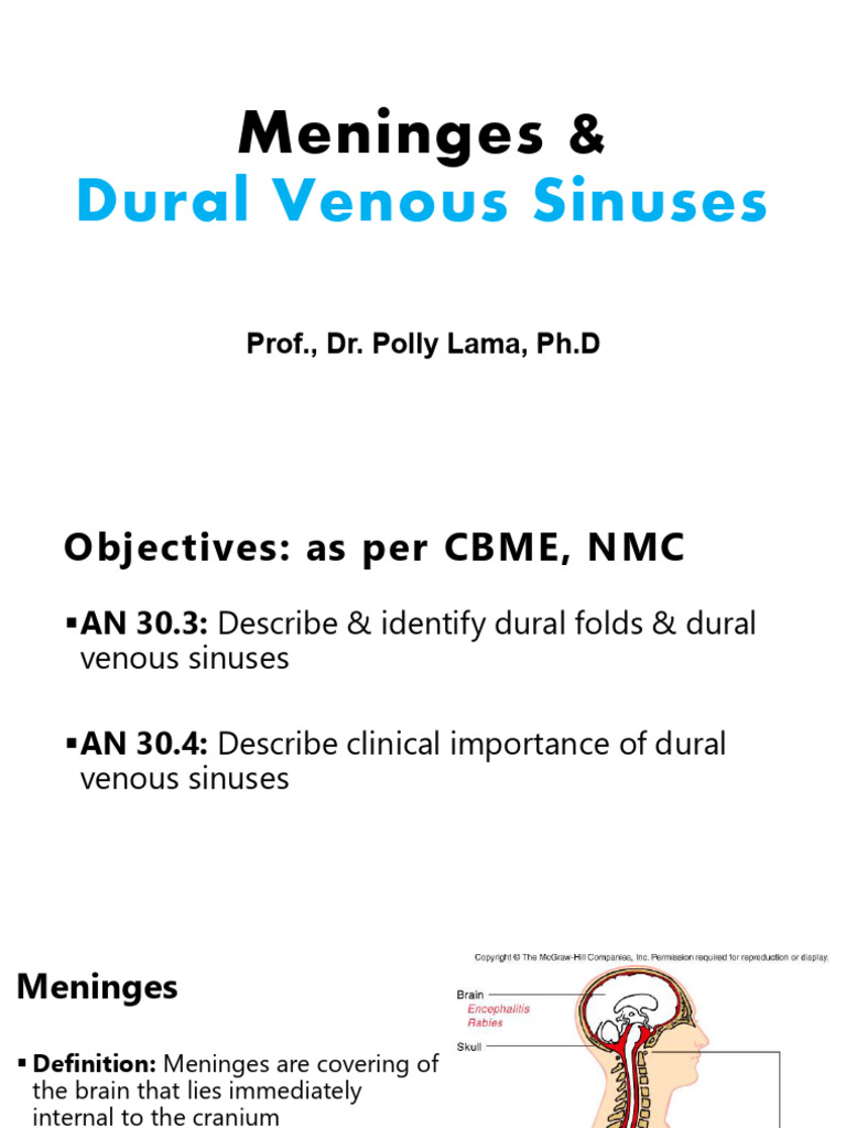 Meninges and Dural Sinuses Overview | PDF | Vein | Central Nervous System