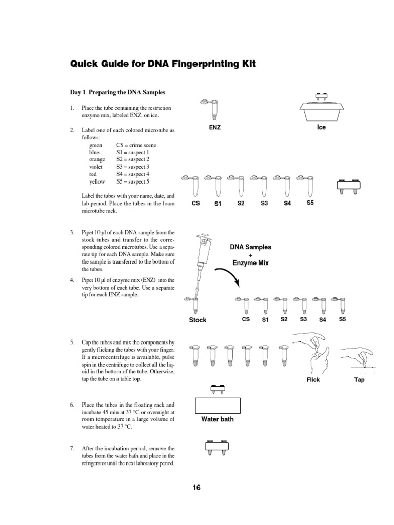 DNA Fingerprinting - Quick Guide | PDF | Agarose Gel Electrophoresis ...