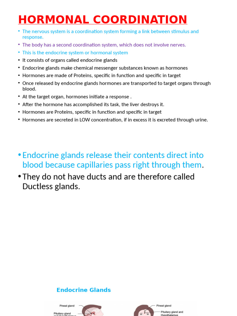Understanding Hormonal Coordination Systems | PDF | Endocrine System ...