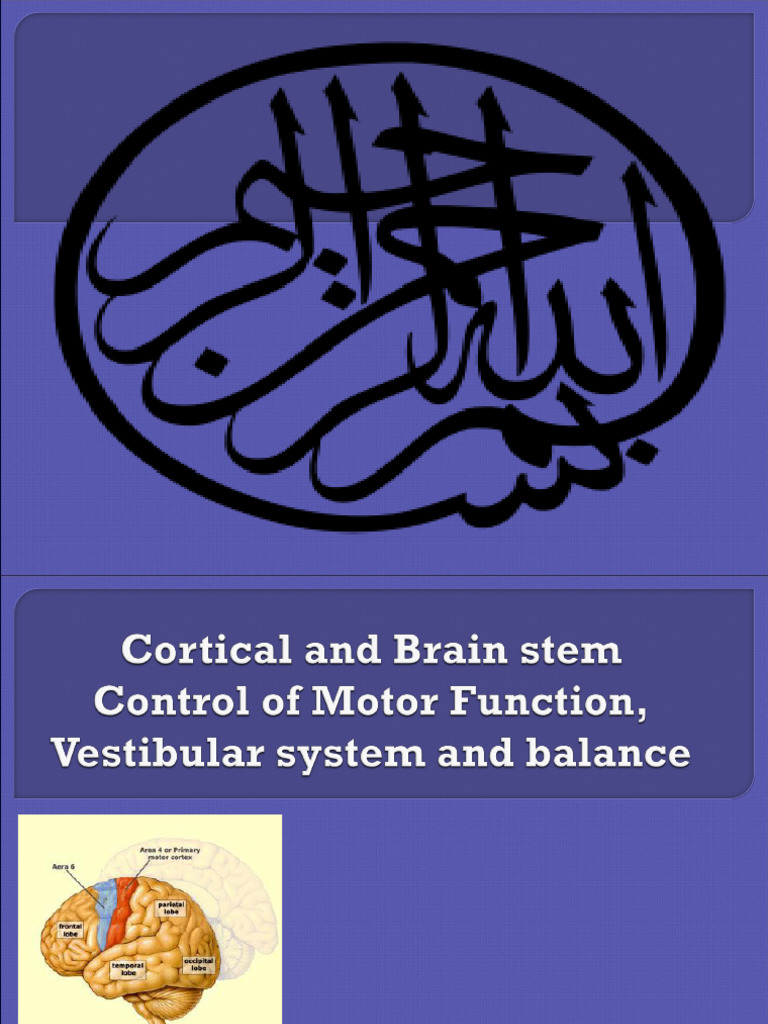 1 Motor Cortex 5.5.23 | PDF | Motor Neuron | Cerebellum
