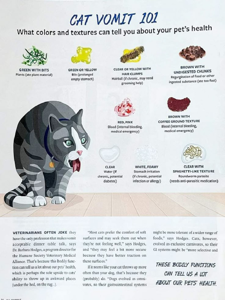 Cat Vomit | PDF