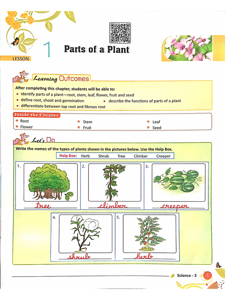 Parts of A Plant | PDF