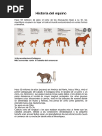 Evolución del caballo: de Eohippus a Equus | PDF | Caballos | Équidos