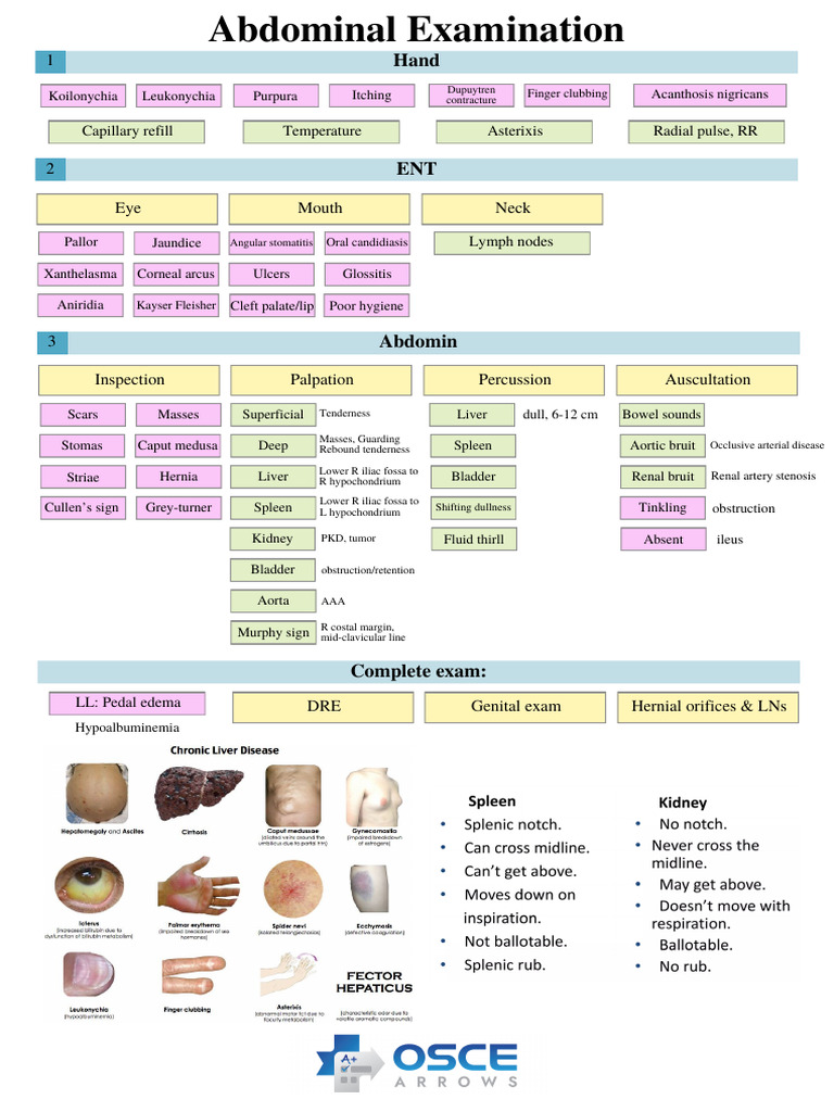 Abdominal Physical Examination OSCE ARROWS | PDF | Medical Specialties ...