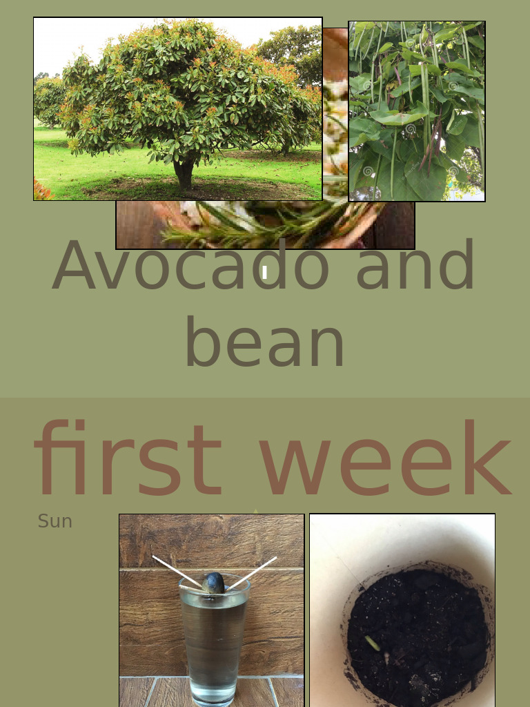 Avocado and Bean Growing Process in Photos | PDF