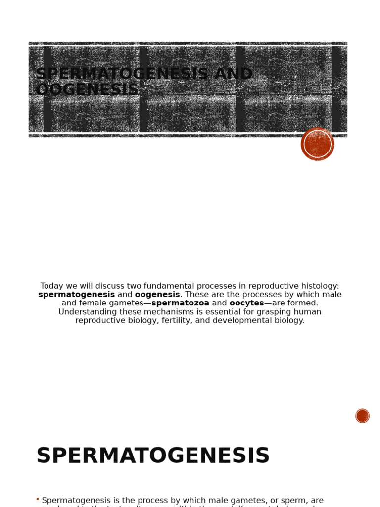 Spermatogenesis and Oogenesis | PDF | Meiosis | Ovary