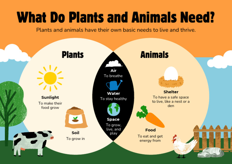 Plant and Animal Needs Graphic Organizer in Orange Blue Flat Graphic ...
