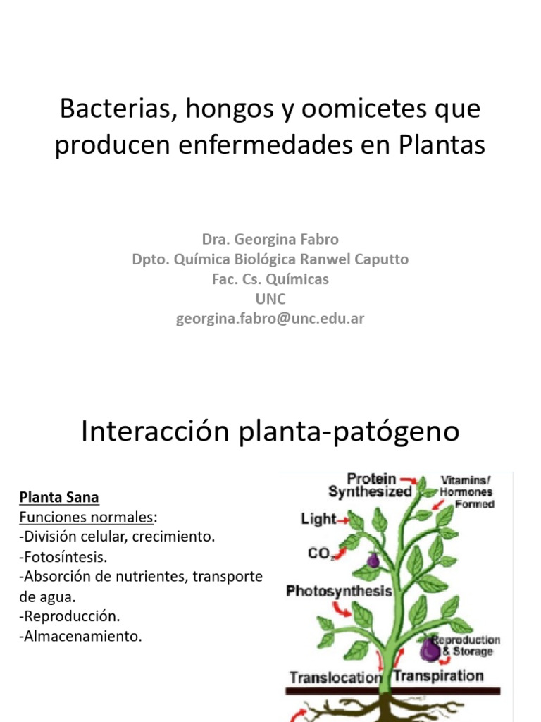 Clase Microbiología para Biotecnología Fabro G Bact Hongos Oomicetes y ...