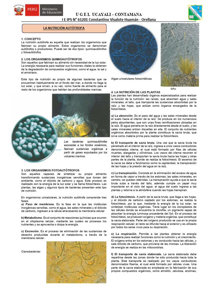 Sesion 2 - 2u 2do 2025 Anexo | PDF | Fotosíntesis | Plantas