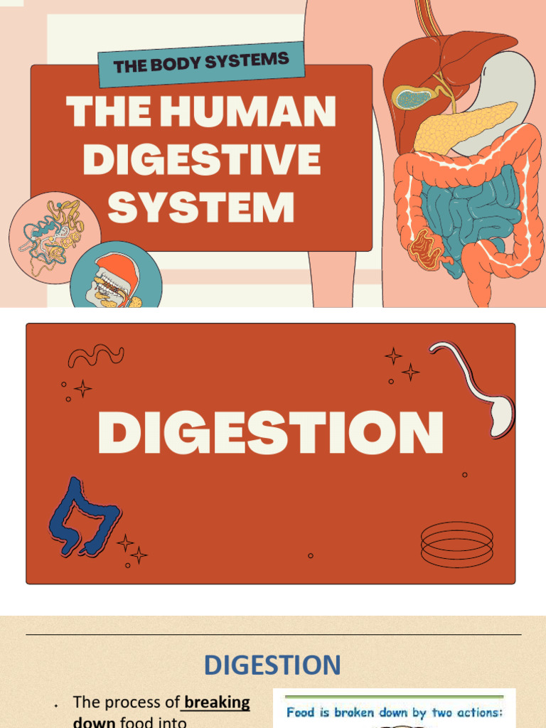 Parts of The Digestive System | PDF