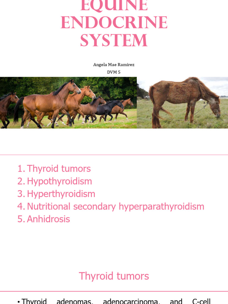 Equine Endocrine Disorders Overview | PDF | Hypothyroidism | Thyroid