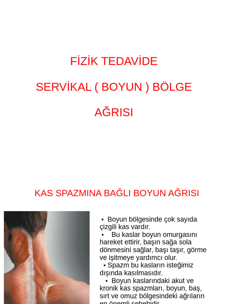 Servikal Bölge | PDF